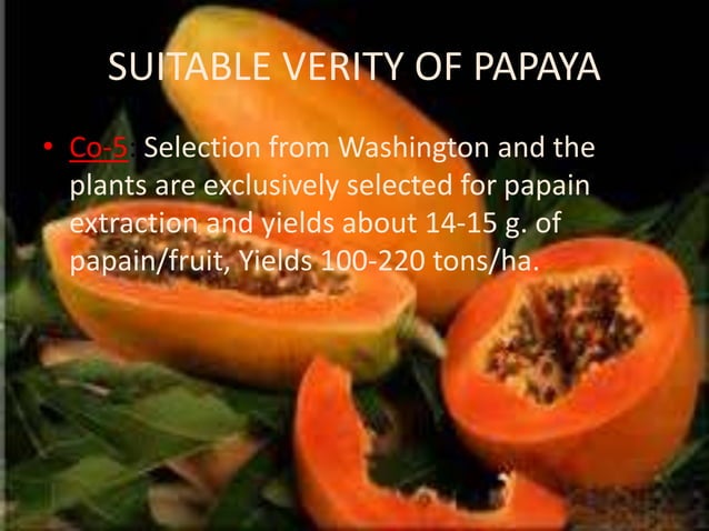papaya papain ..... Enzyme | PPTX | Vegetarian Diets | Food & Drink