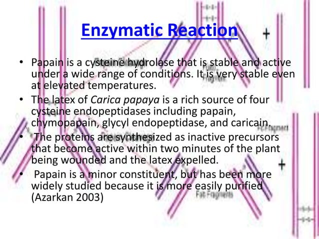 papaya papain ..... Enzyme | PPTX | Vegetarian Diets | Food & Drink