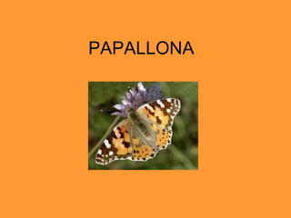 Papallona | PPT