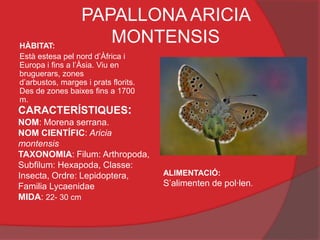 Papallona aricia montensis (insecte) | PPTX
