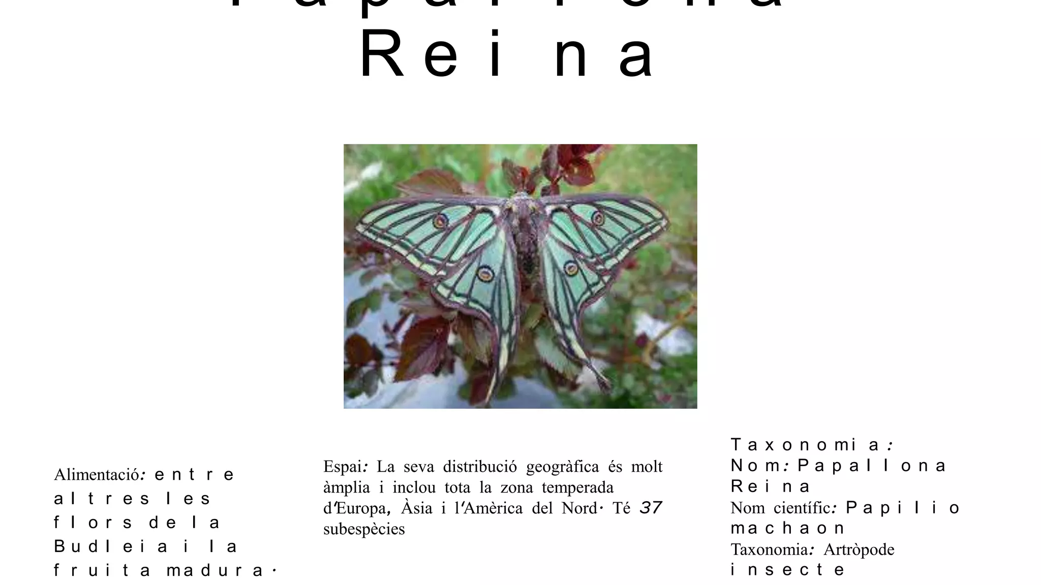 Papallona reina | PPTX