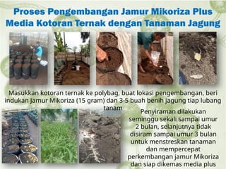 Paparan Mikoriza Budiono Probolinggo.pptx