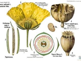 Papaveraceae | PPT