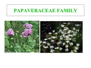 Papaveraceae