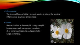 Papaveraceae | PPTX