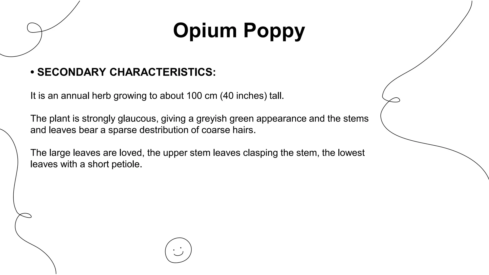Papaveraceae family (poppy capsule + sanguinaria) .pptx