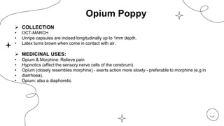 Papaveraceae family (poppy capsule + sanguinaria) .pptx