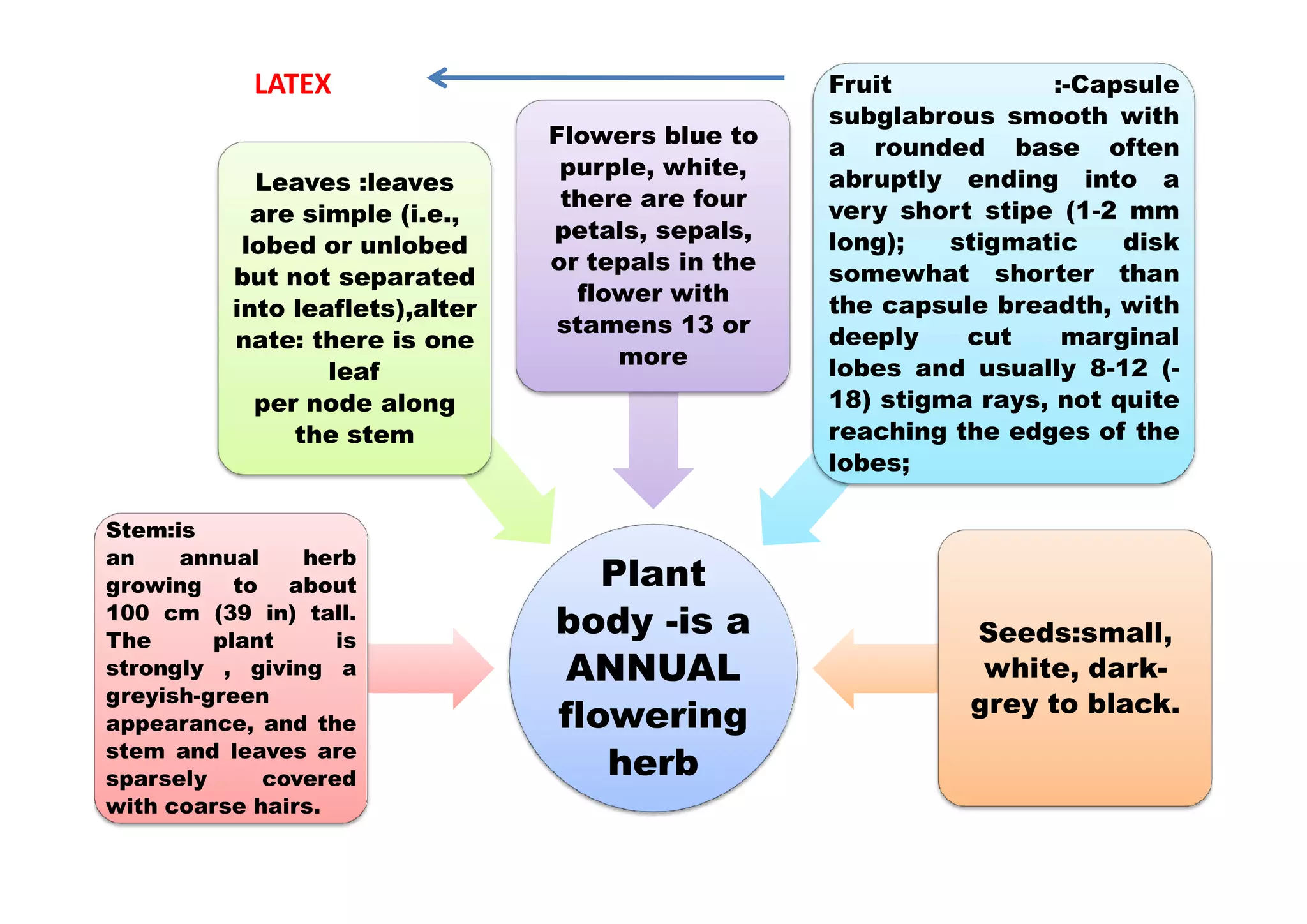 Papaver somniferum (opium poppy ) | PDF