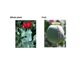 Papaver somniferum (opium poppy ) | PDF