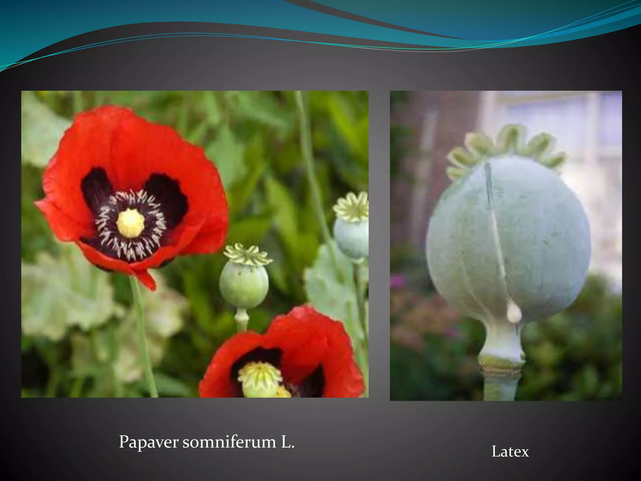 Papaver somniferum (Opium) | PPTX