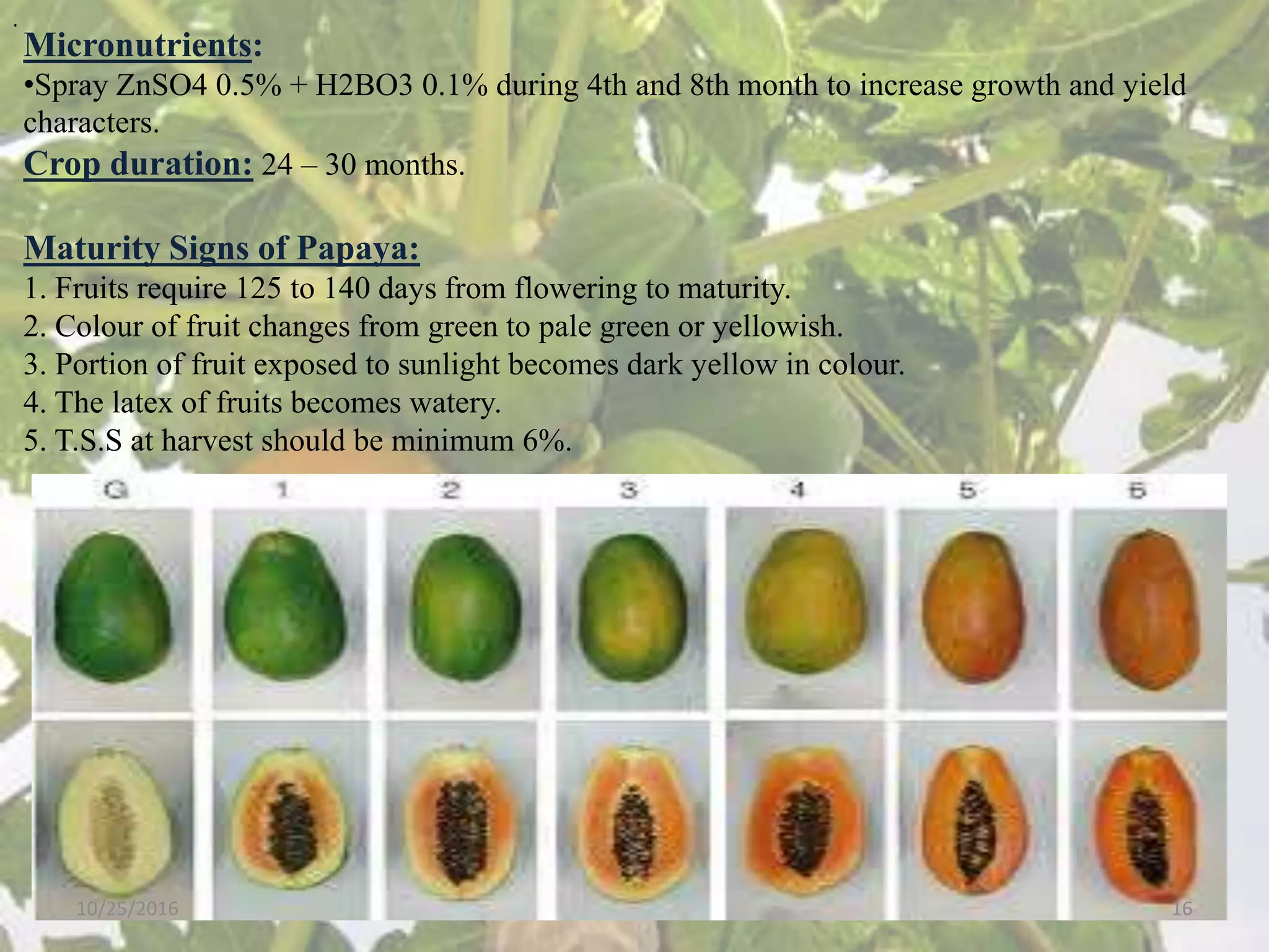 Papaya | PPTX