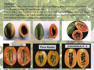 Papaya | PPTX