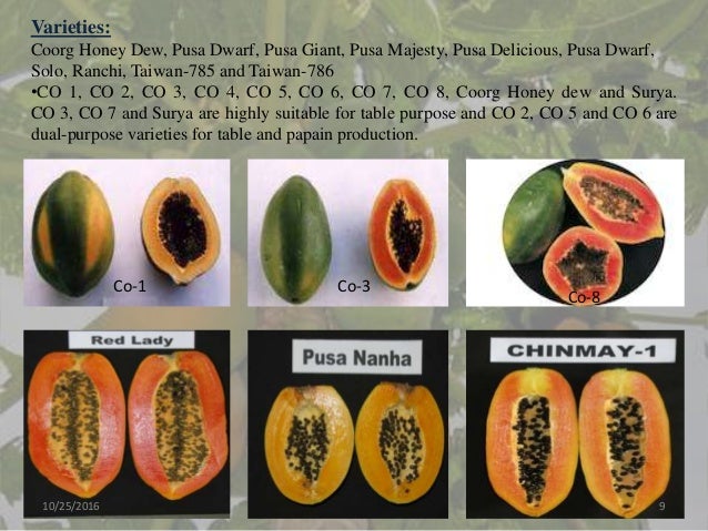 Papaya