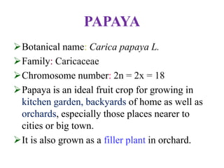 Papaya.pptx