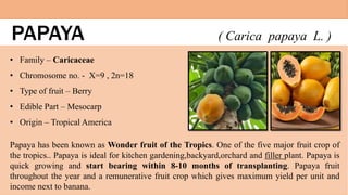 Papaya cultivation.pptx Introduction, production techniques, cultivars ...