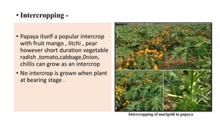 Papaya cultivation.pptx Introduction, production techniques, cultivars ...