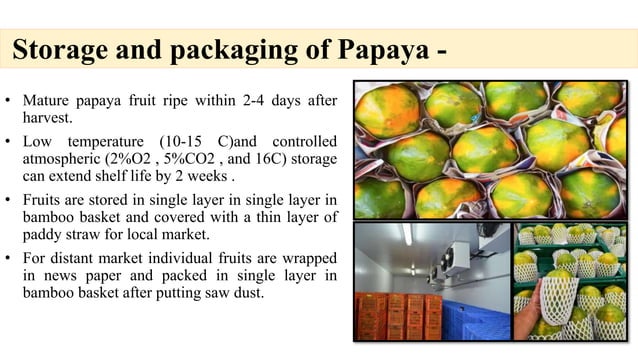 Papaya cultivation.pptx Introduction, production techniques, cultivars ...
