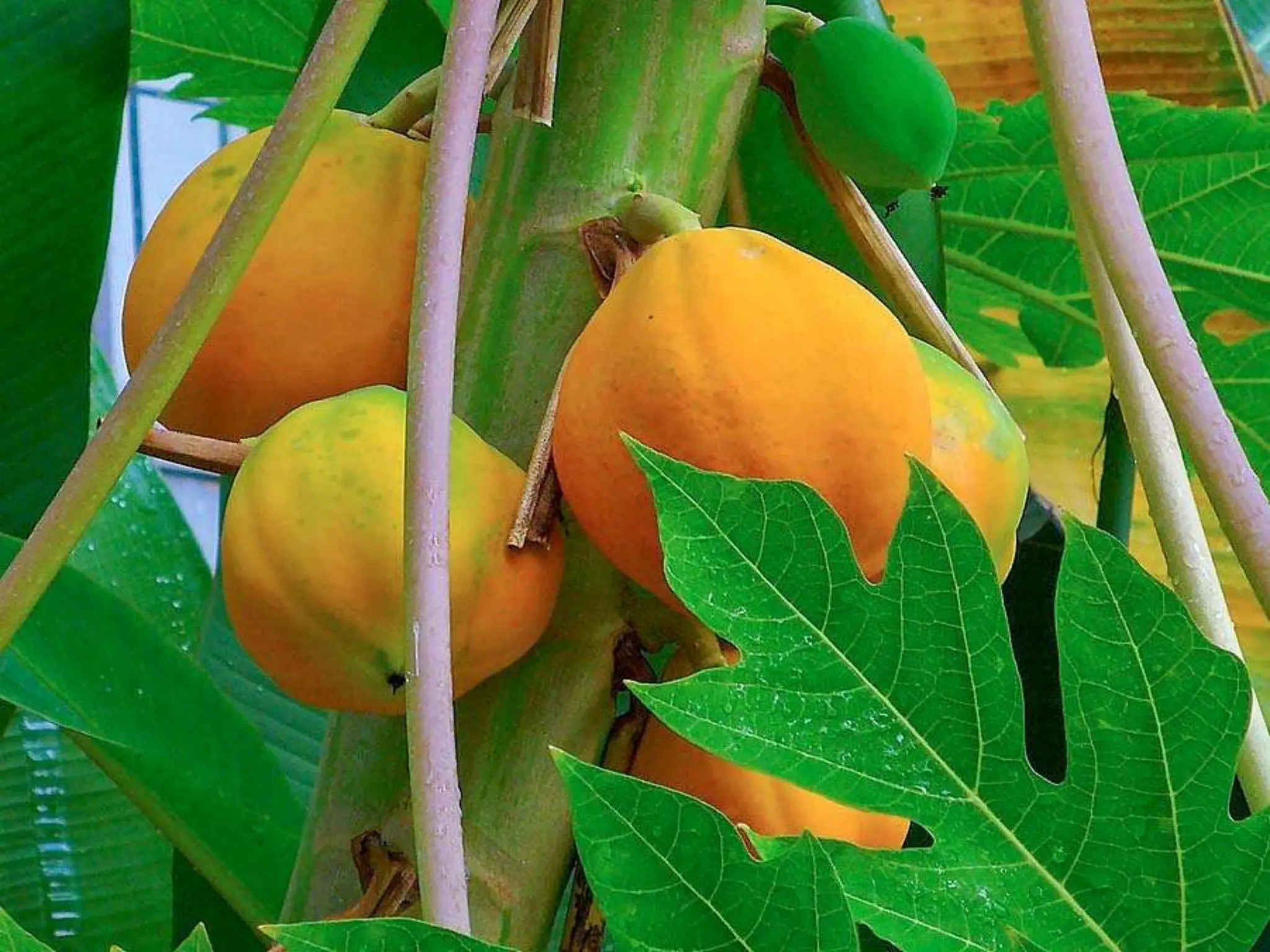 PISEAVATION OF PAPAYA ( RANJEET MAURYA ) | PPTX