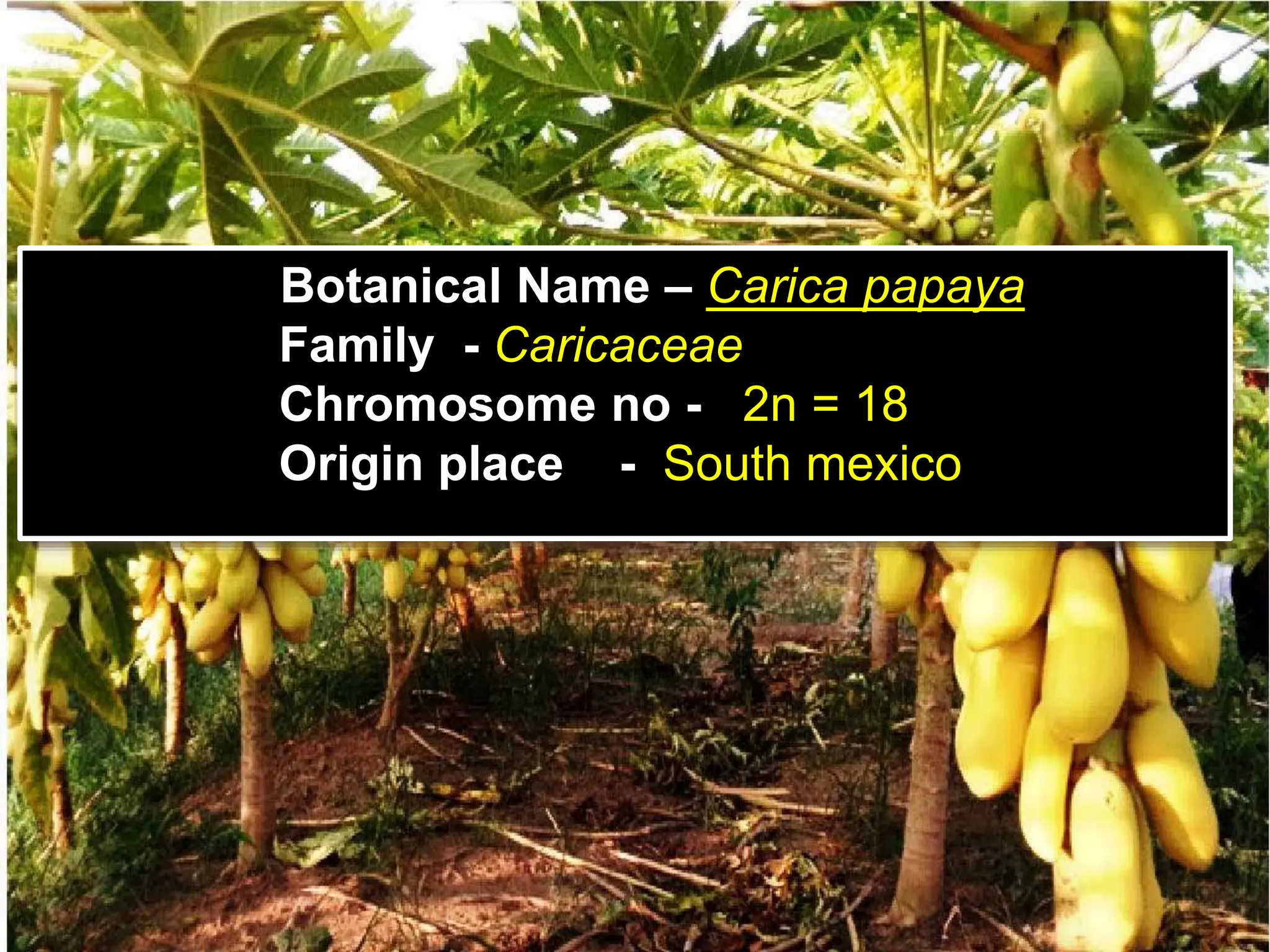 PISEAVATION OF PAPAYA ( RANJEET MAURYA ) | PPTX