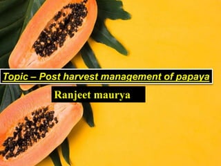 PISEAVATION OF PAPAYA ( RANJEET MAURYA ) | PPTX