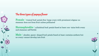 Papaya (Carica Papaya) .pptx . | PPT