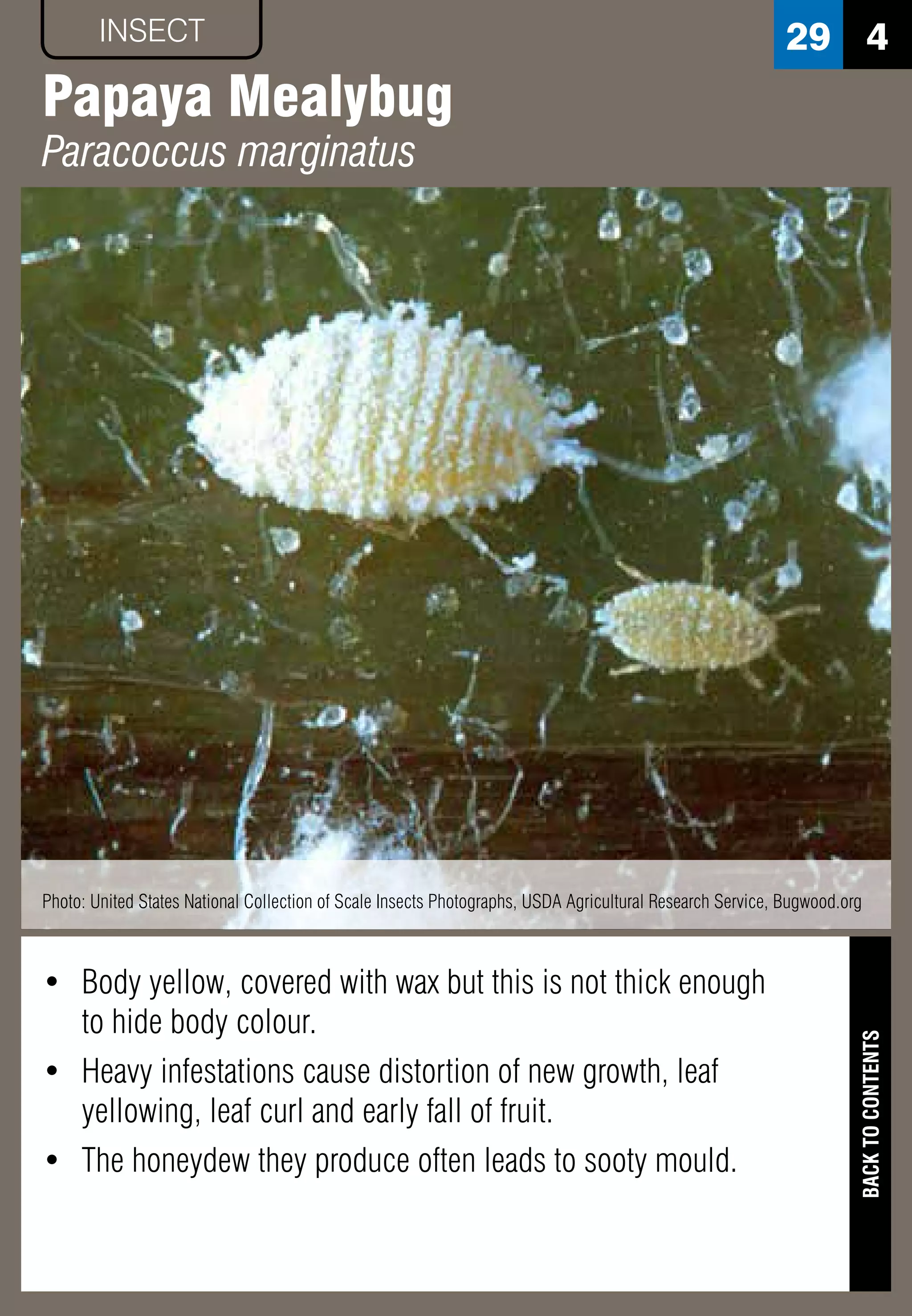 Papaya disorders | PDF