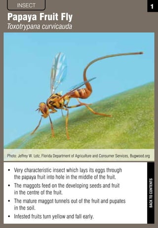 Papaya disorders | PDF