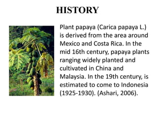 Papaya leaves | PPTX