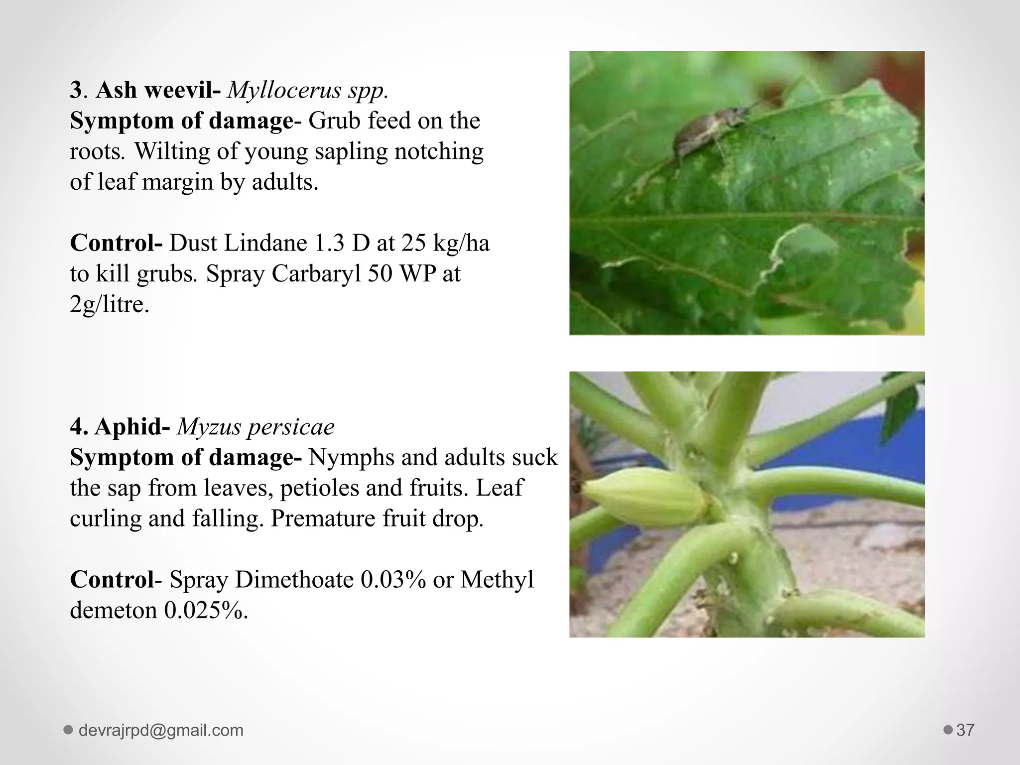 Papaya lecture | PPTX