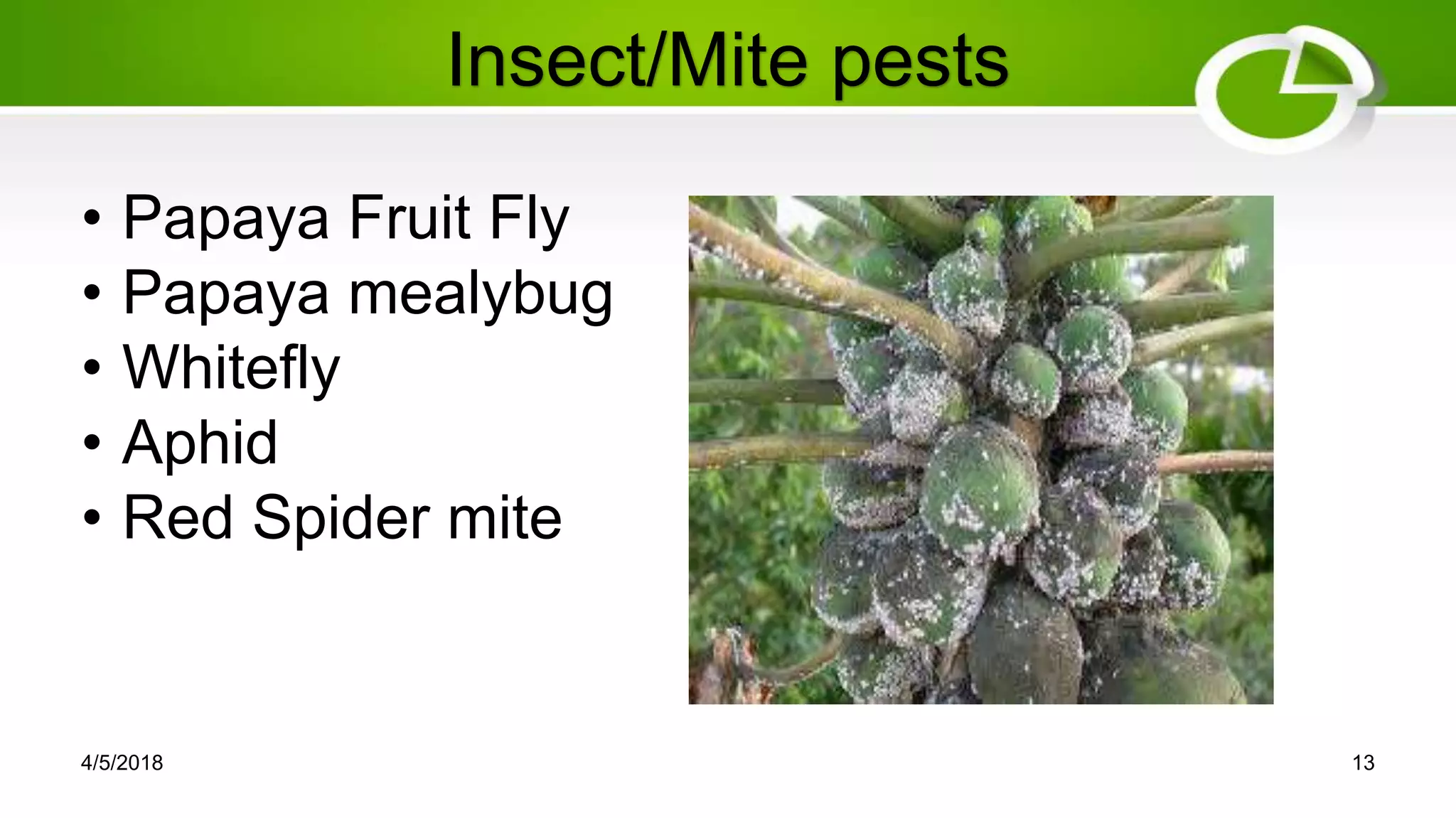 Papaya production | PPTX