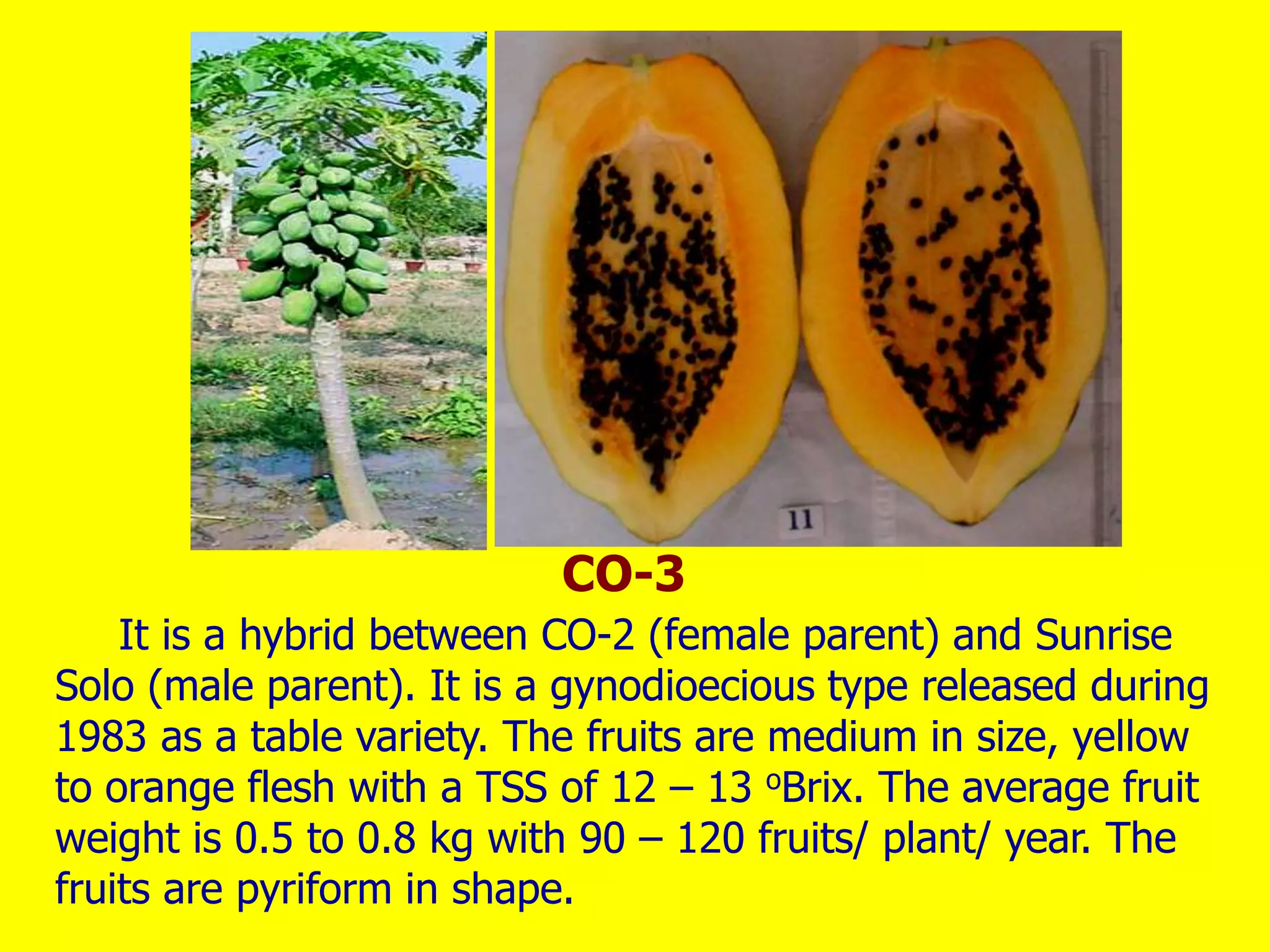 Production Technology for Papaya | PPT
