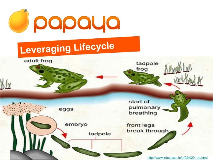 Papaya webinar: leveraging lifecycle