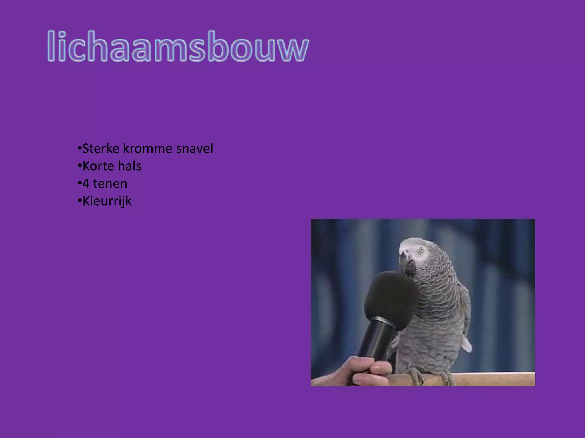 Papegaai celeste fleur kaat | PPTX | Birds | Pets