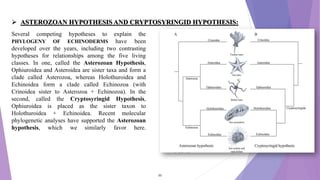 Phylogeny of Arthropods, Phylogeny of Echinoderm | PDF