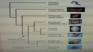 Phylogeny of Arthropods, Phylogeny of Echinoderm | PDF
