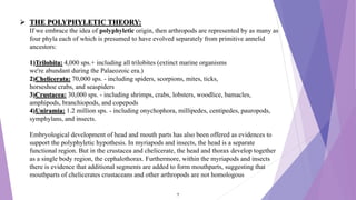 Phylogeny of Arthropods, Phylogeny of Echinoderm | PDF