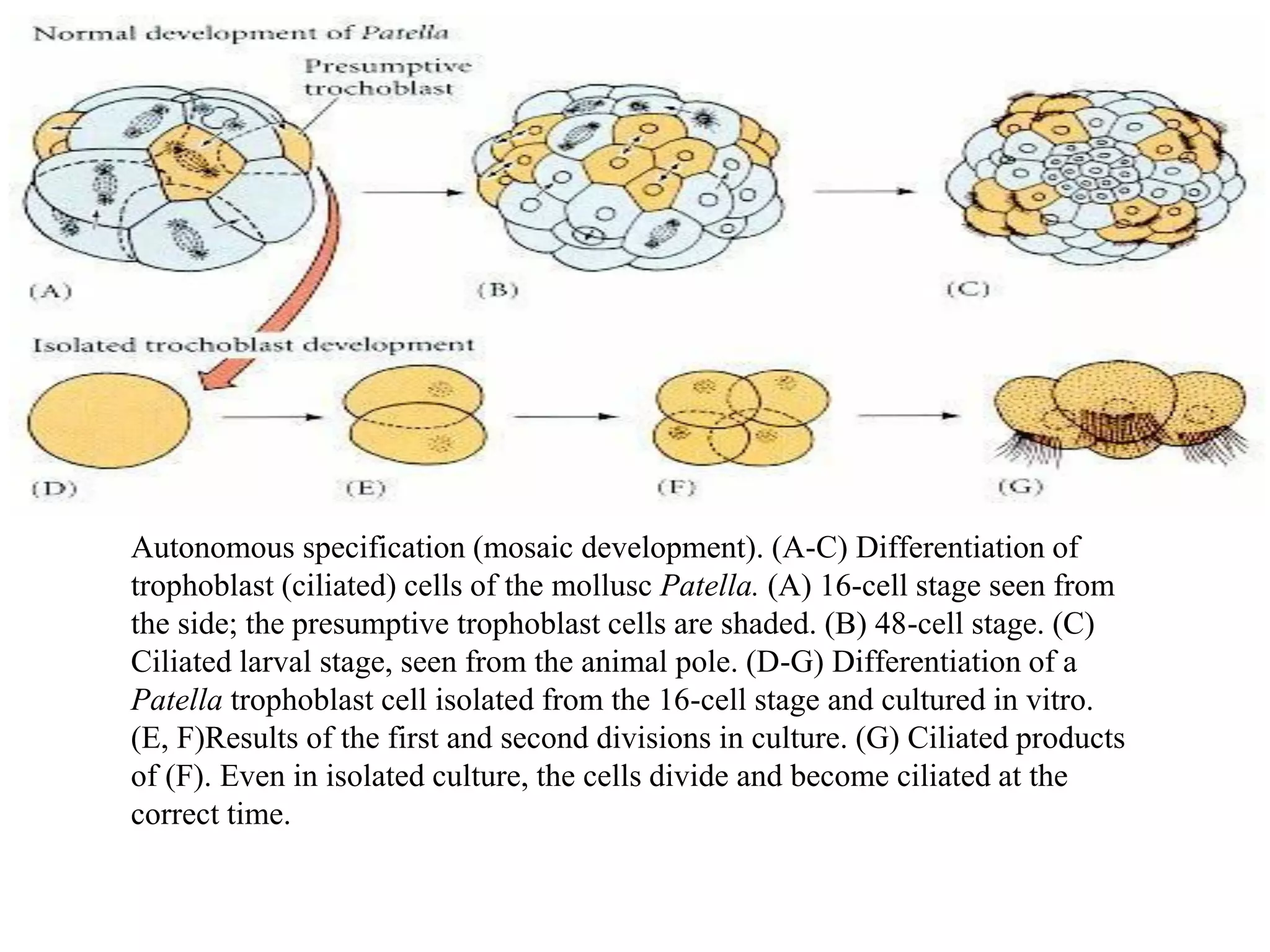 Mosaic and Regulate Development | PDF