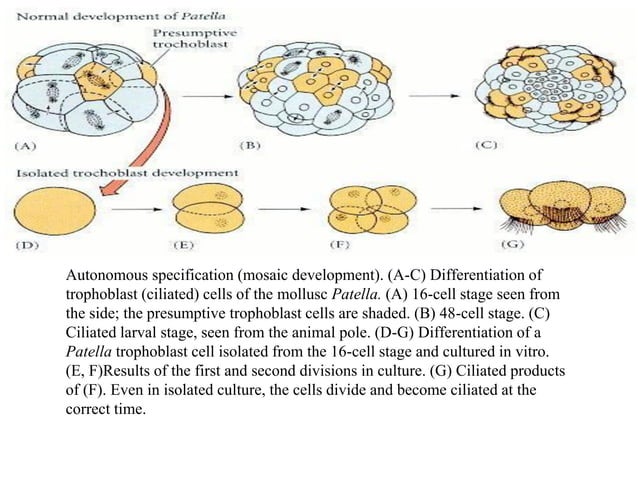 Mosaic and Regulate Development | PDF