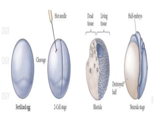 Mosaic and Regulate Development | PDF