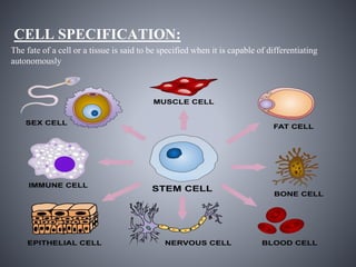 Mosaic and Regulate Development | PDF