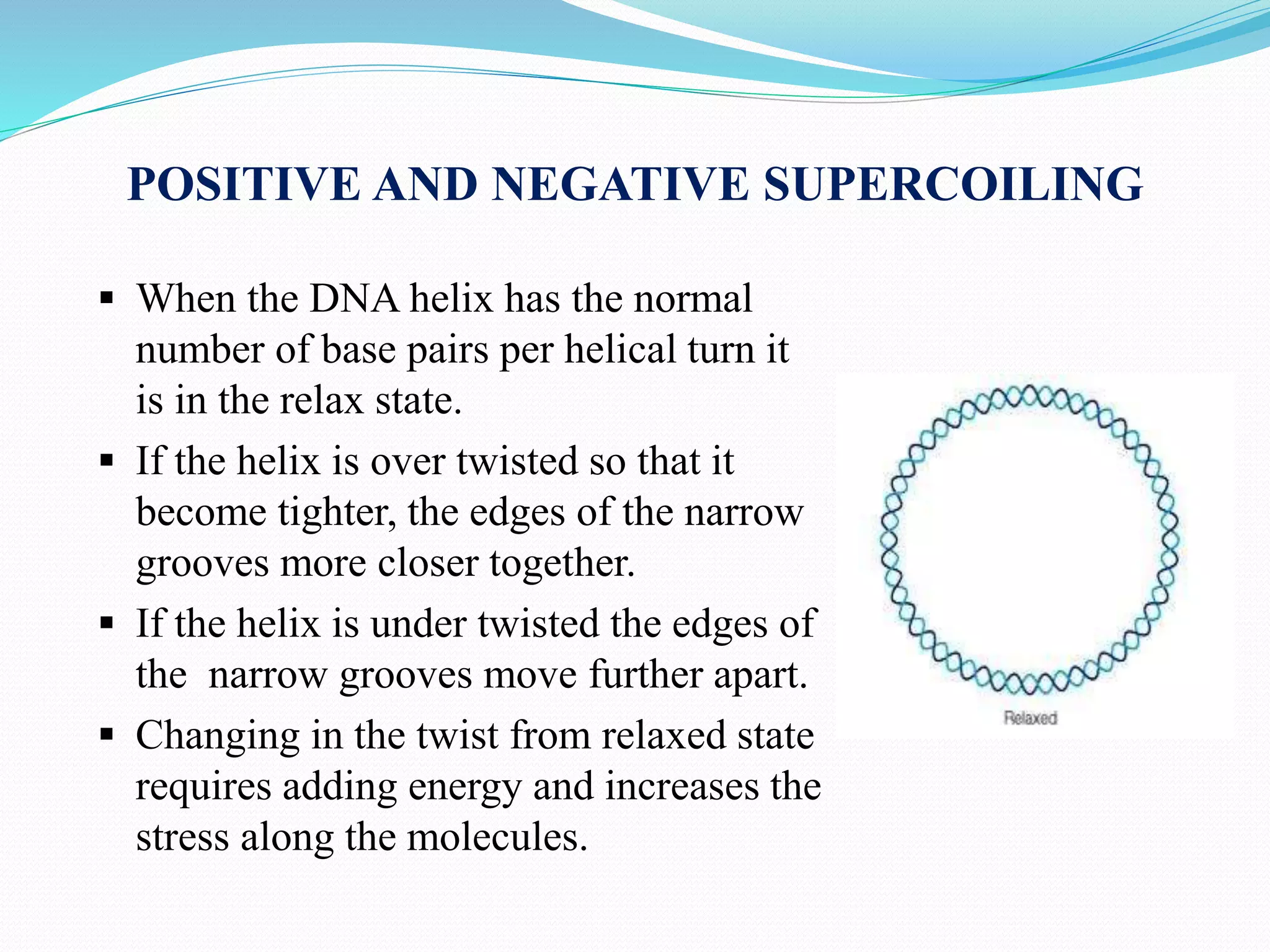 Supercoiling of DNA | PPTX