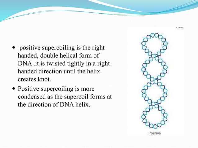 Supercoiling of DNA | PPTX | Chemistry | Science
