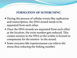 Supercoiling of DNA | PPTX
