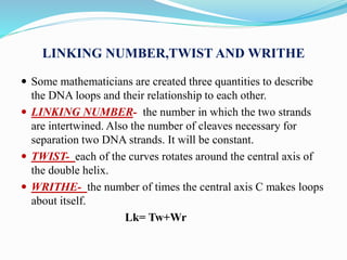 Supercoiling of DNA | PPTX