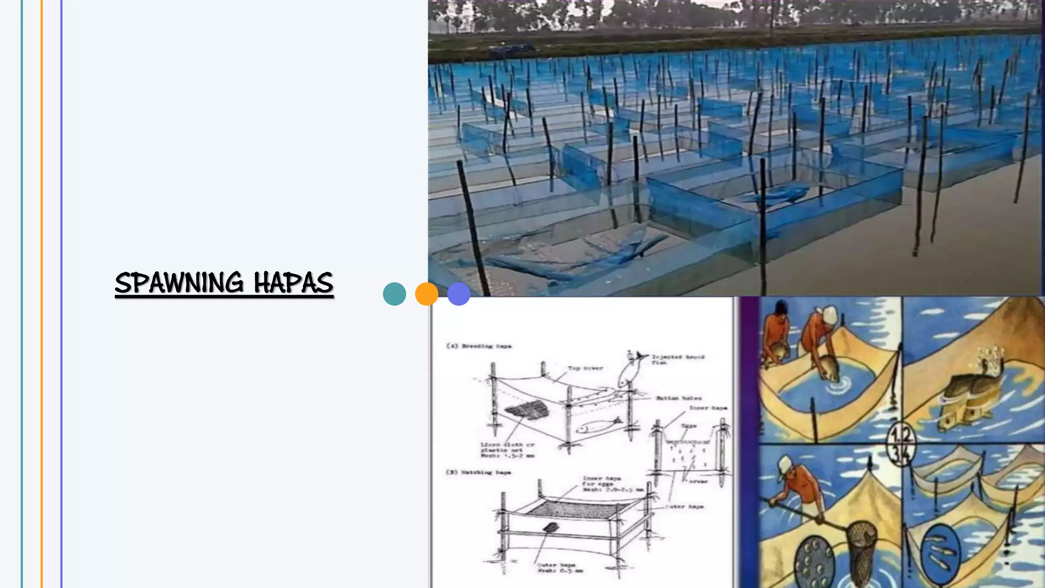 INDUCED BREEDING IN FISHES - TECHNIQUE AND APPLICATION | PPTX
