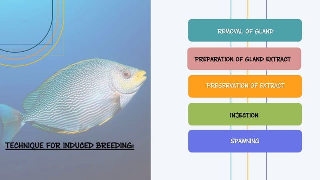 INDUCED BREEDING IN FISHES - TECHNIQUE AND APPLICATION | PPTX