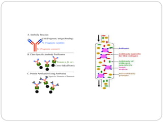 Affinity Chromatography Animation