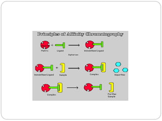 Affinity Chromatography