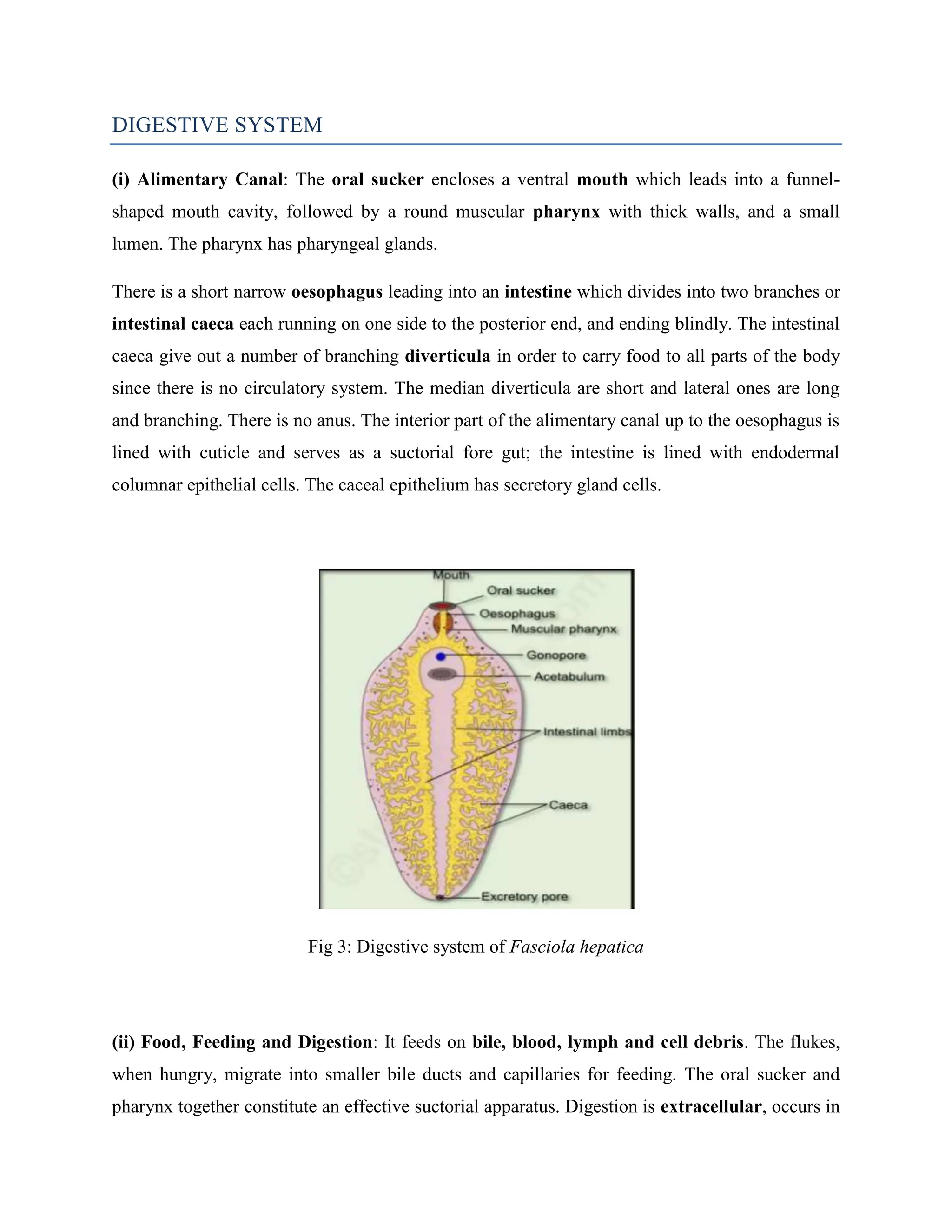 Project report on Fasciola hepatica.docx