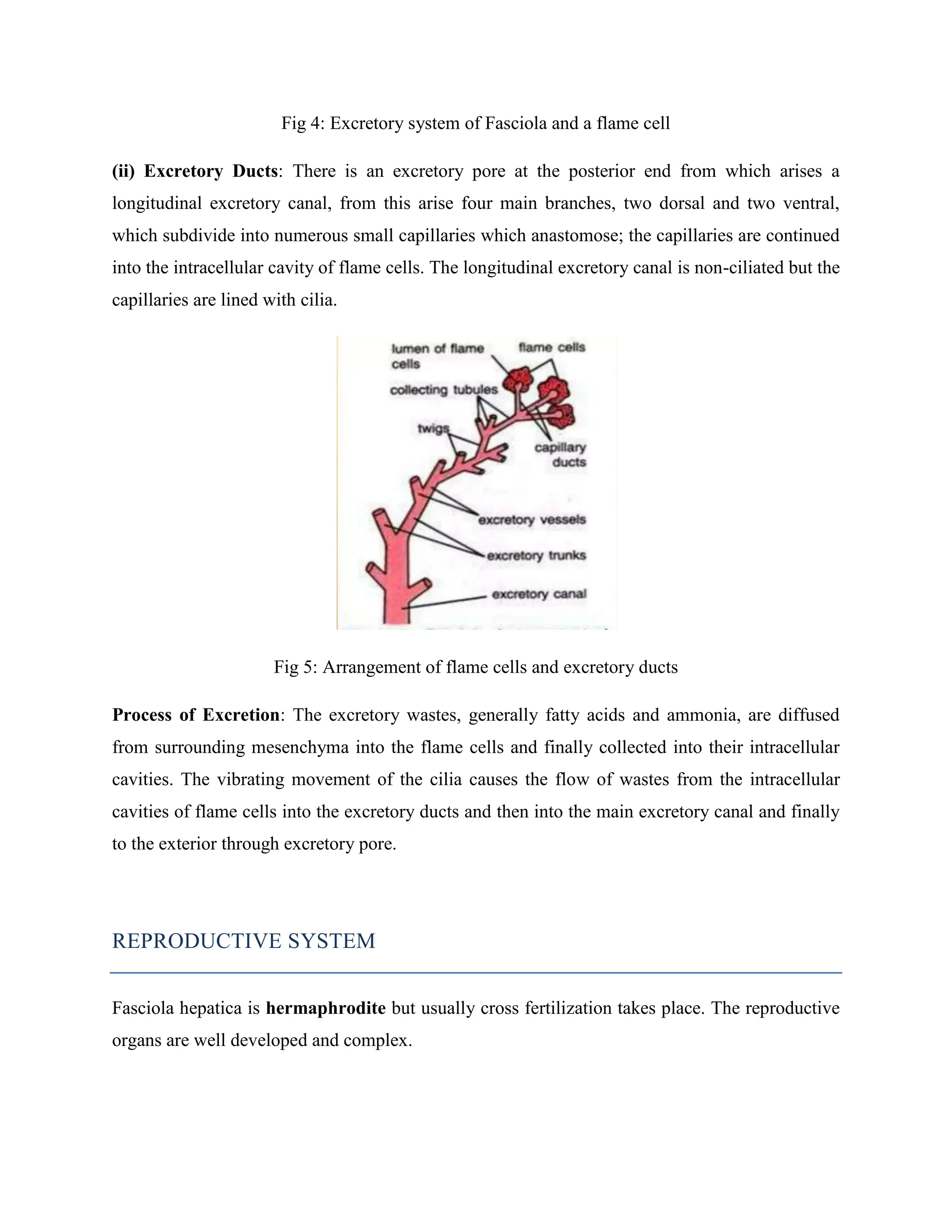 Project report on Fasciola hepatica.docx